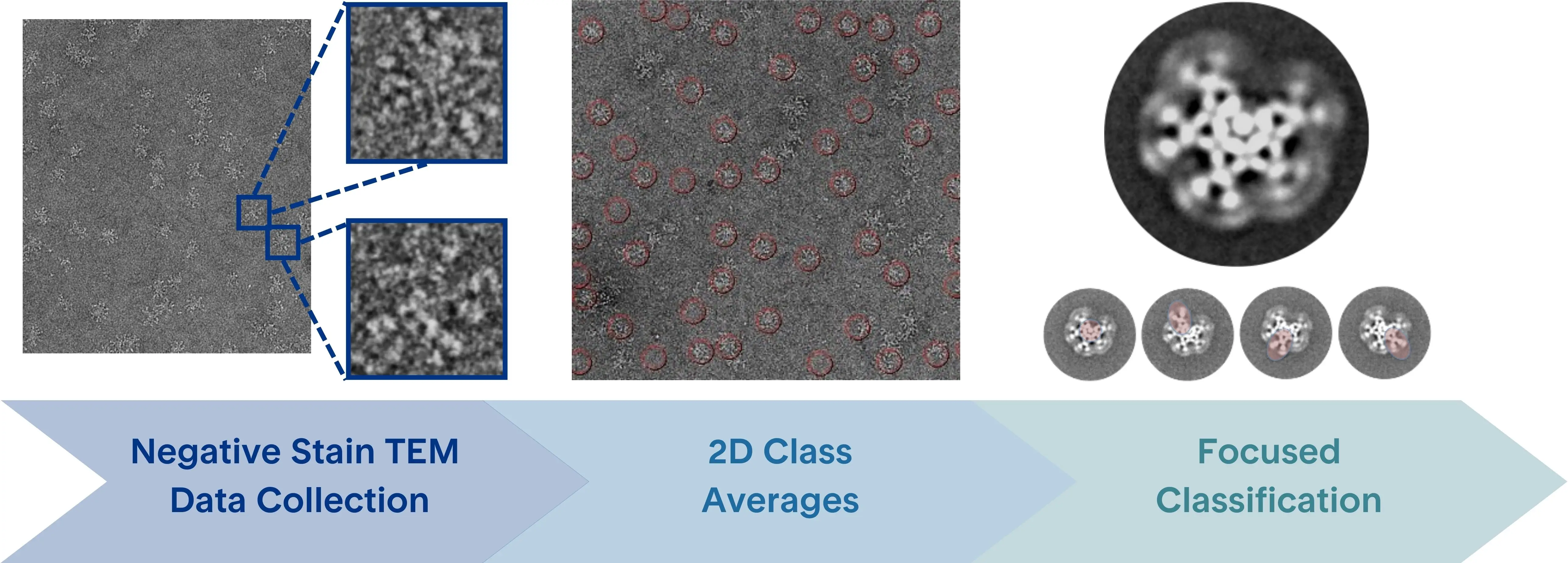 Epitope Mapping Services | Structural Biology CRO